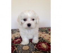 Ponuda adorable maltese puppies