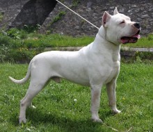 Argentinski pas - dogo argentino