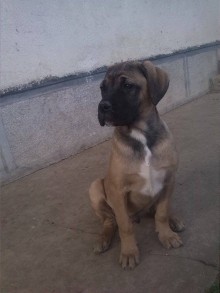 Cane corso