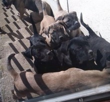 Cane corso