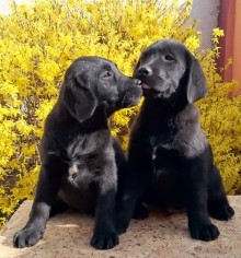 Štenad labrador retrivera