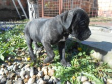 Vrhunska stenad cane corso