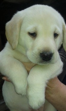 Labrador retriver