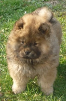 Chow-chow