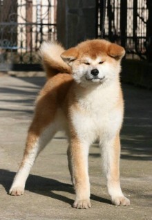 Akita inu