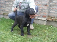 Cane corso štenci