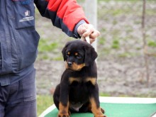 Rotweiler/rotvajler,vrhunsko leglo na prodaju