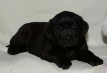 Labrador retriver stenci izlozbenog potencijala