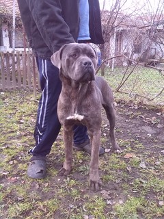 Cane corso,parenje