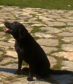 Poklanjam zenku labrador retrivera