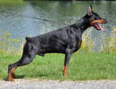 Doberman stenci