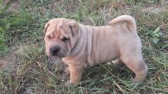 Sar pej (shar pei) stenci