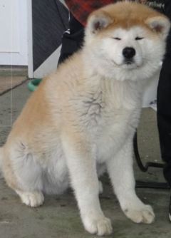 Akita inu - 2 prelepa stenca !!