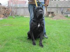 Cane corso stenad