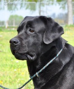 labrador retriver, prvo birani muzjak