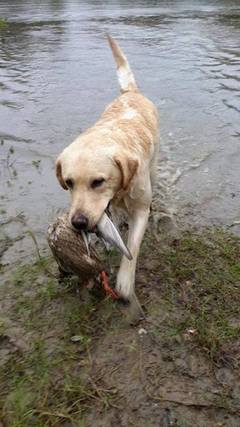 Labrador retriver muzjak star 18 meseci