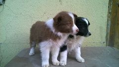 Border collie stenci