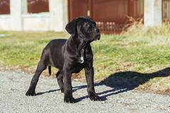 Cane corso stenci