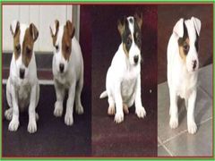 Jack russell terrier stenci prekrasnog iz