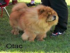 Chow chow - cau cau