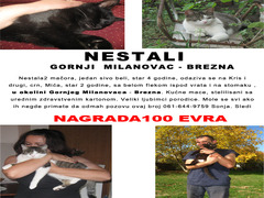 Nestala 2 macora, nagrada 100 evra