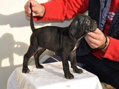 Cane corso stenci