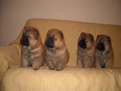 Cau cau - chow chow stenad sampionskog por