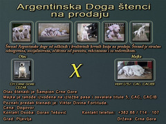 Argentinski pas dogo štenci na prodaju