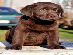 Labrador, štenci na prodaju