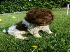 Lagotto romanjolo stenci