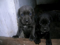 Cane corso stenci