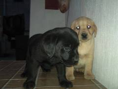 Labrador retriver -stenci !