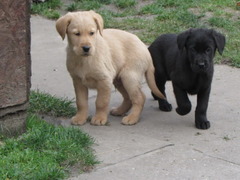 Labrador retriver stenad bele i crne boje