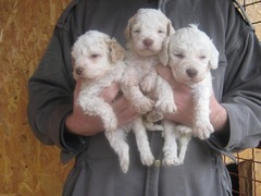 Lagotto romagnolo stenci na prodaju (tartu