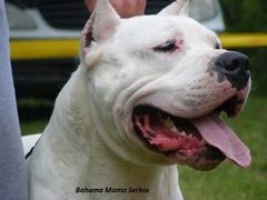 Dogo argentino stenci