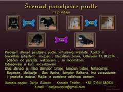 Patuljasta pudla štenci na prodaju