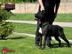 Cane corso stenci