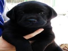 Labrador retriver-stenci na prodaju