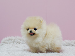 pomeranian štenci