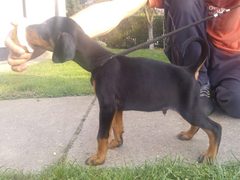 Doberman stenad