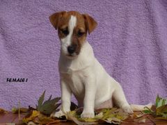 Jack russell terrier stenci