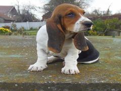 Basset hound - baset stenad