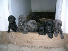 Cane corso stenci