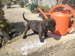 Cane corso stenci