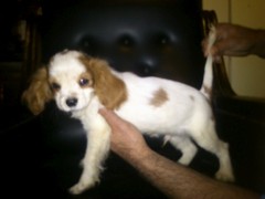 Cavalier king charles spaniel,musko stene