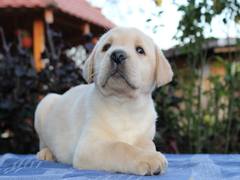 Labrador retriver stenci