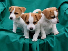 Dzek rasel terijer - jack russell terrier