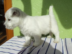 Westi terrier štenci