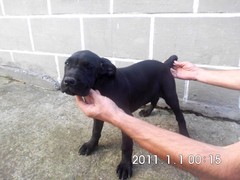 Cane corso stenci