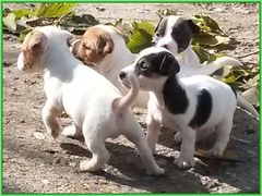 Jack russell terrier stenci